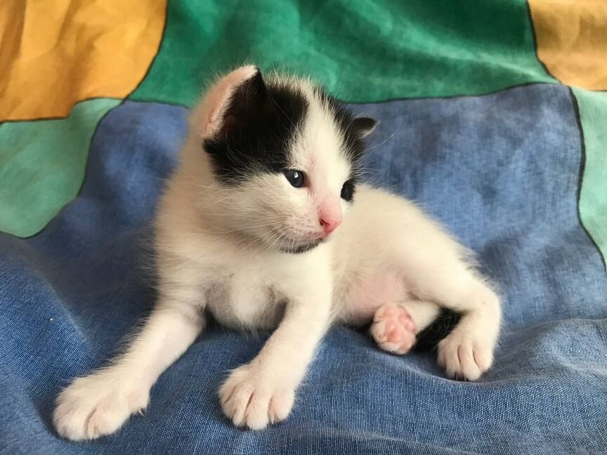Кошечка