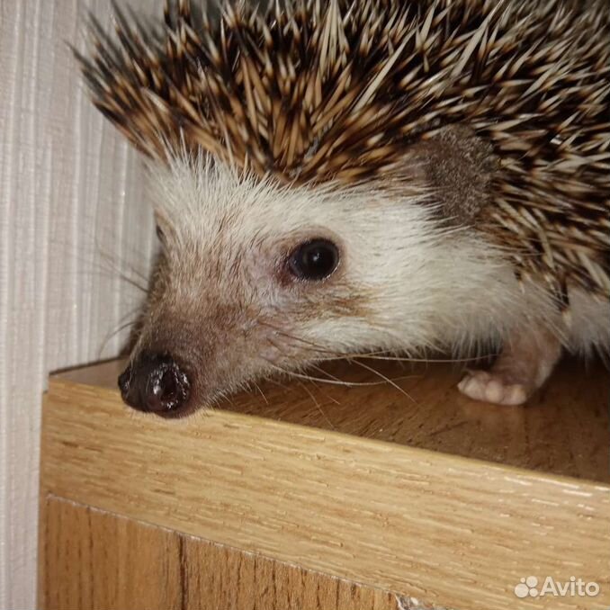 Продам африканского ёжика