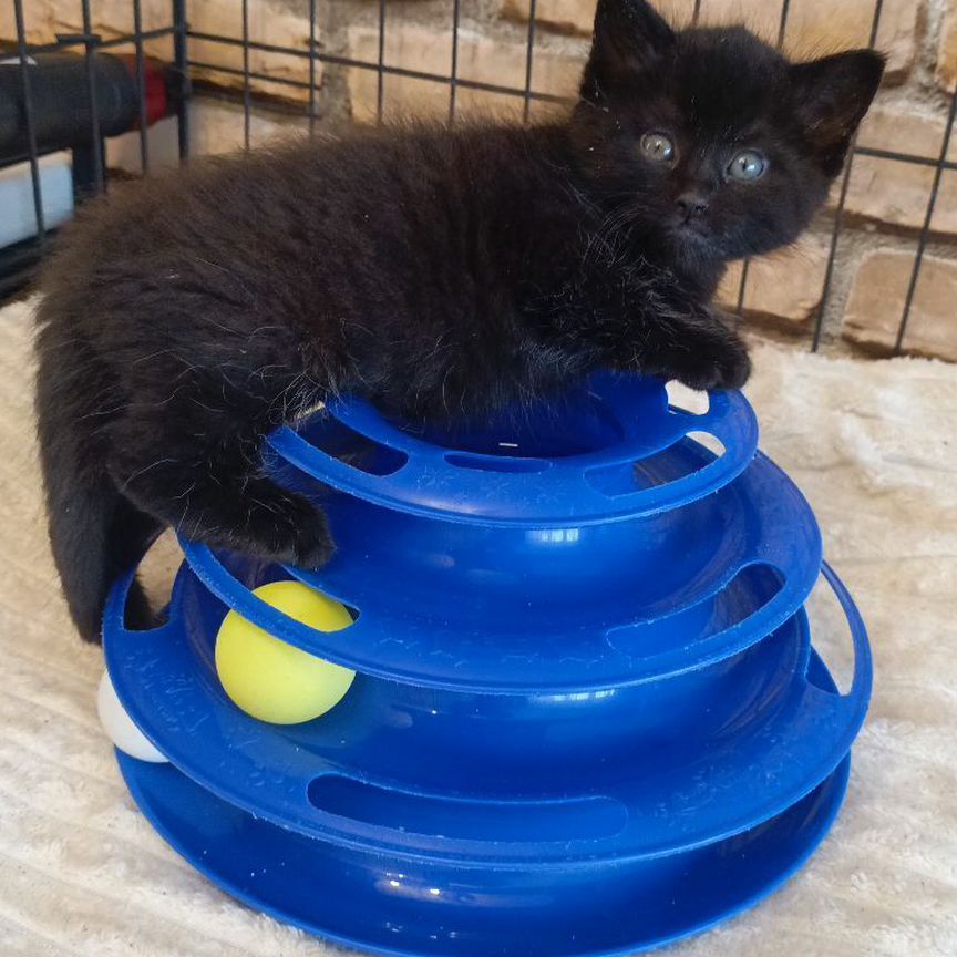 Котёнок в добрые руки