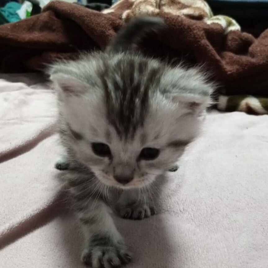 Шотландский вислоухий короткошёрстный котёнок