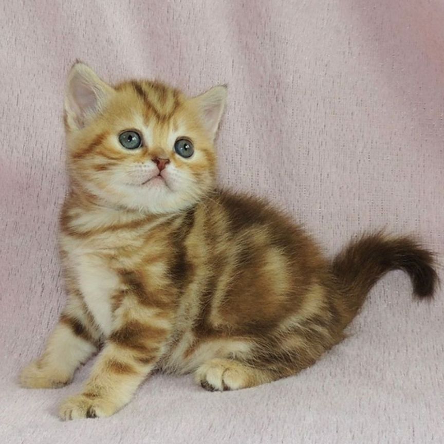 Котята британские