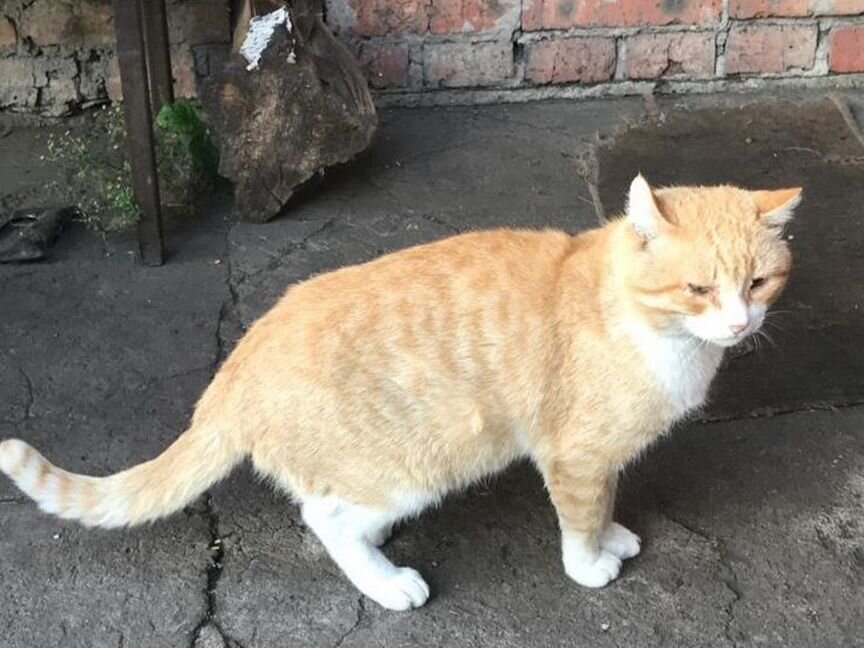 Отдам кота в добрые руки