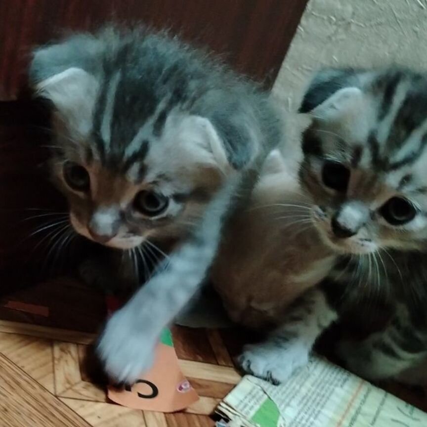 Котята