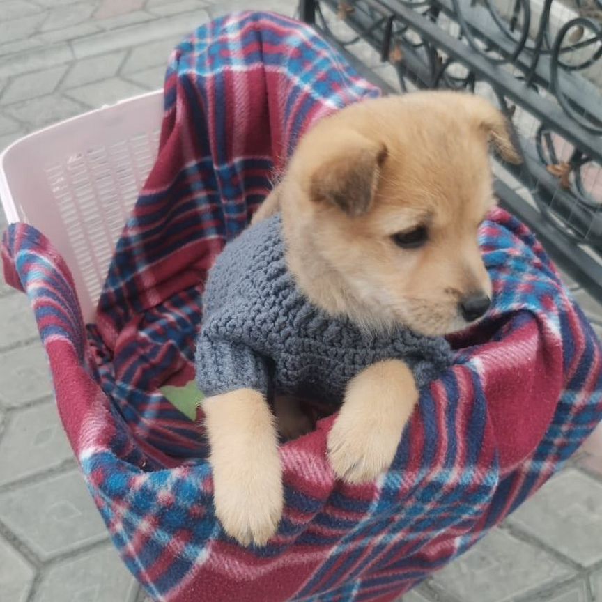Щеночек в добрые руки