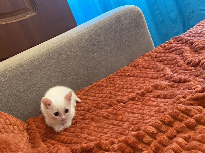 Котенок-мальчик белоснежный В добрые руки