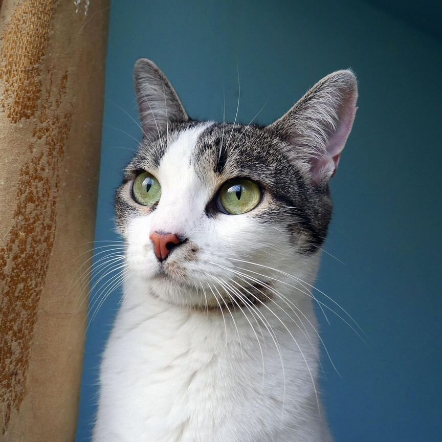 Крис из приюта ищет дом и семью