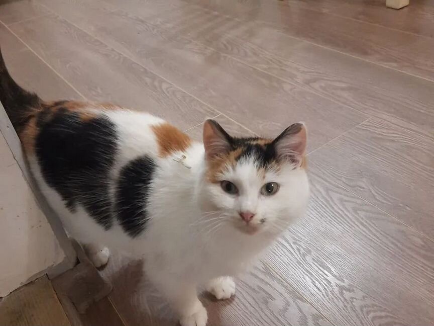 Котенок в добрые руки бесплатно