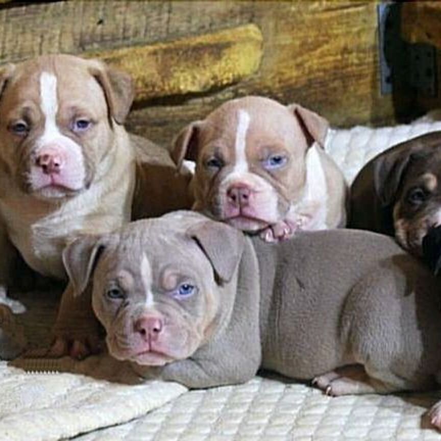 Американский булли. Растут малыши