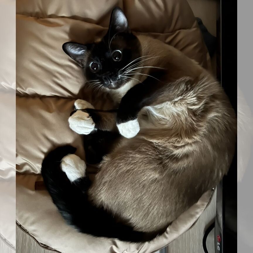 Сноу-Шу, взрослый кот