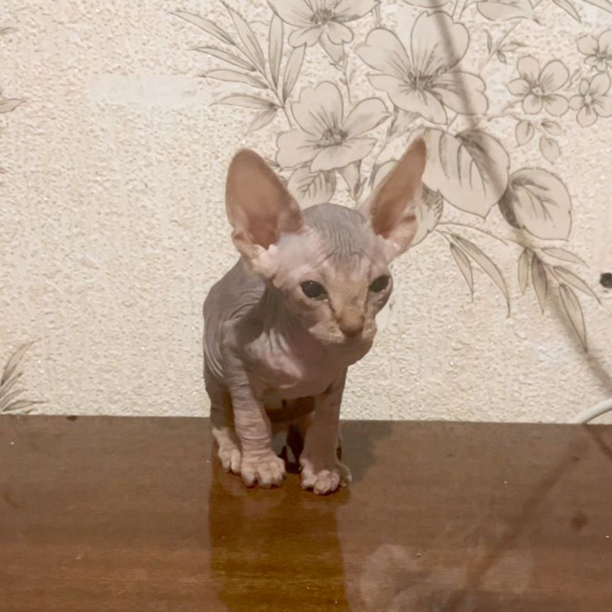 Канадский сфинкс бесплатно