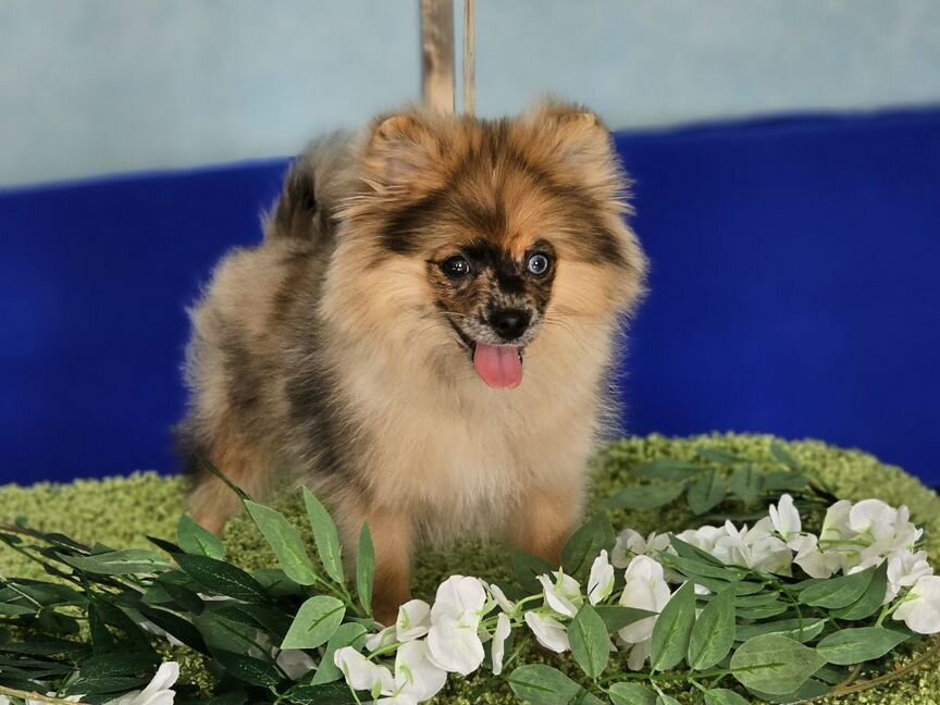 Мраморный шпиц мальчик