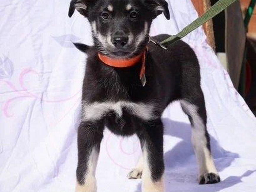 Собака в добрые руки щенок