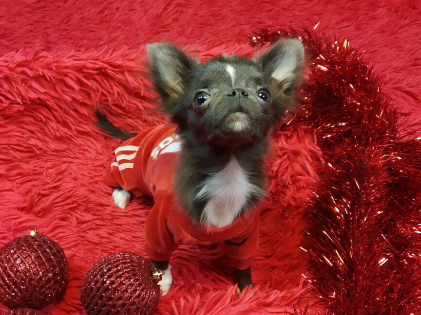 Мини чихуахуа