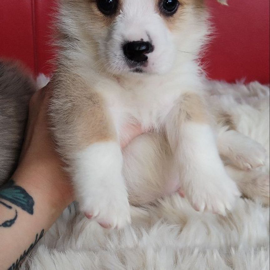 Королевский корги