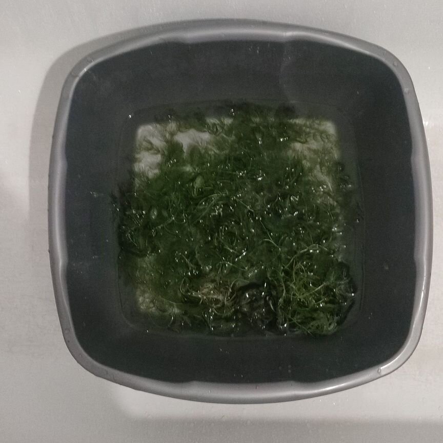 Трава для аквариума. Отдам за шоколадку