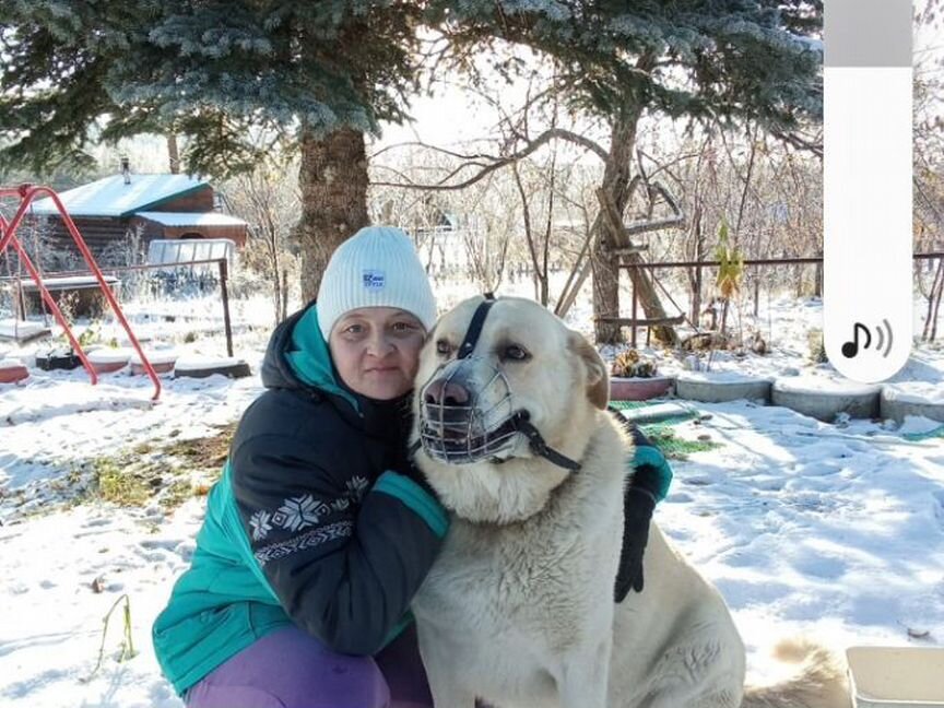 Помесь алабай кобель