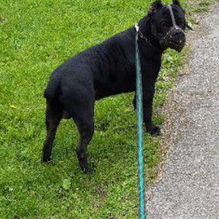 Отдам в добрые руки