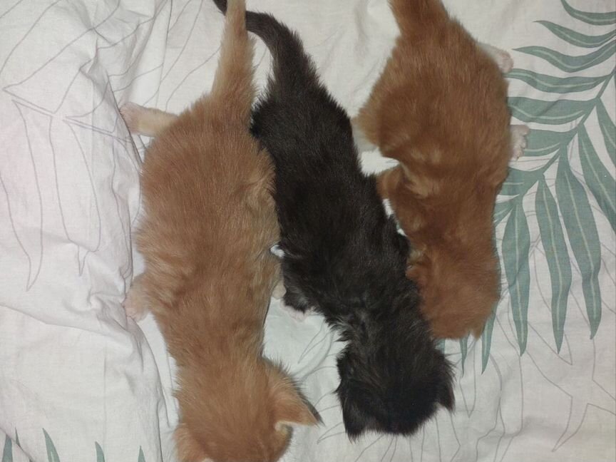 Котята майн кун