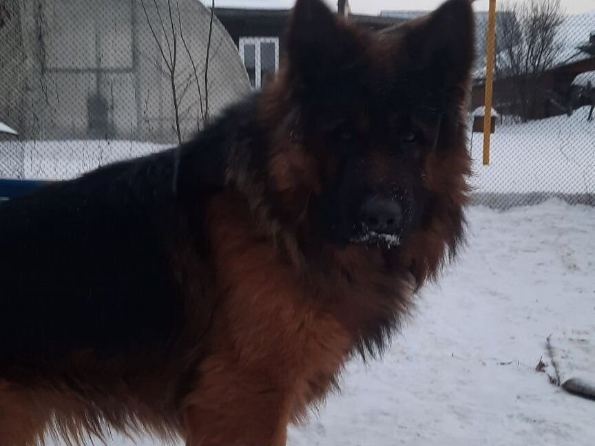 Кобель Вязка