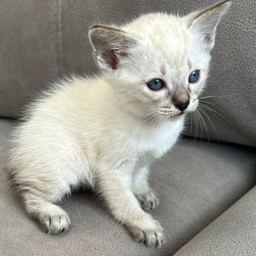 Меконгский бобтейл котёнок