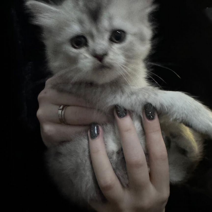 Британские котята