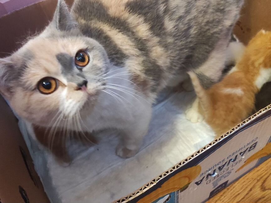 Шотландские котята