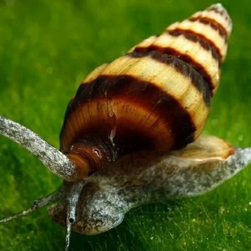 Аквариумная улитка Хелена