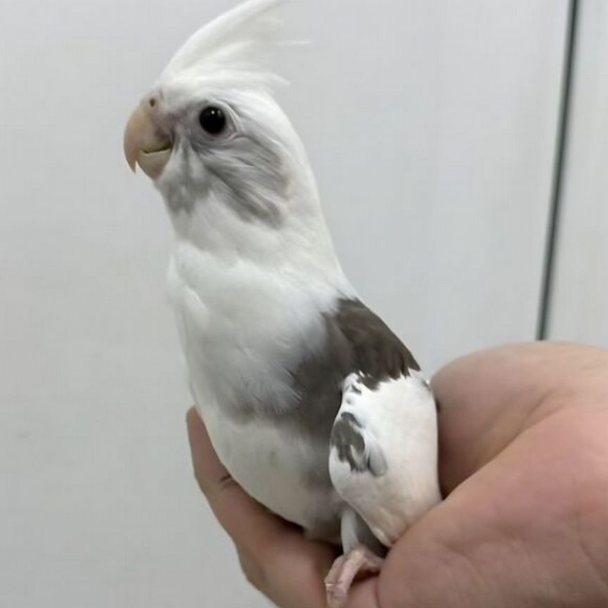 Попугай Карела безщекая