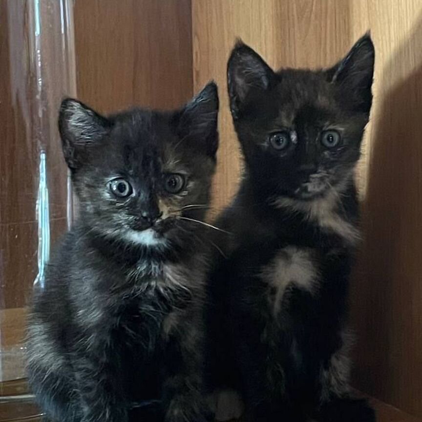 Котята девочки бесплатно в добрые руки