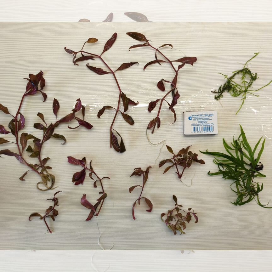 Аквариумная прополка