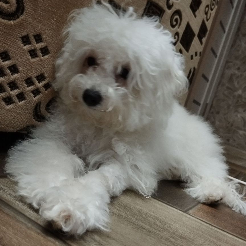 Щенок бишон фризе