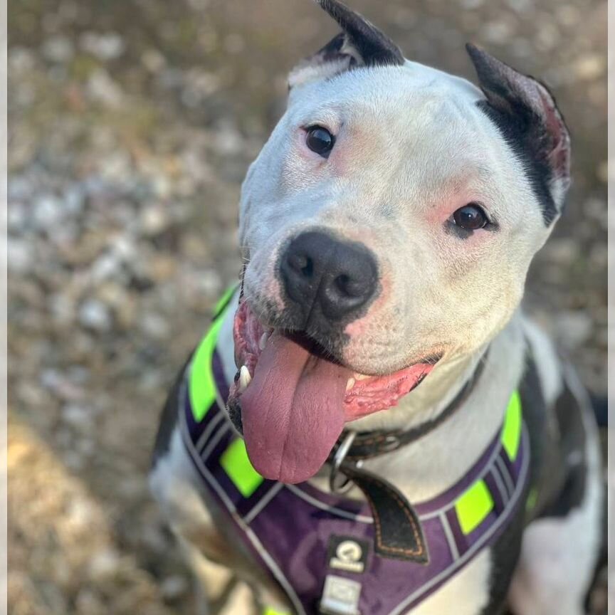 Американский питбультерьер, щенок