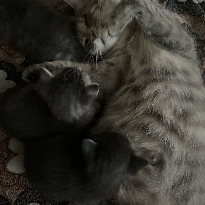 Отдаются милые котёныши-невдуплёныши