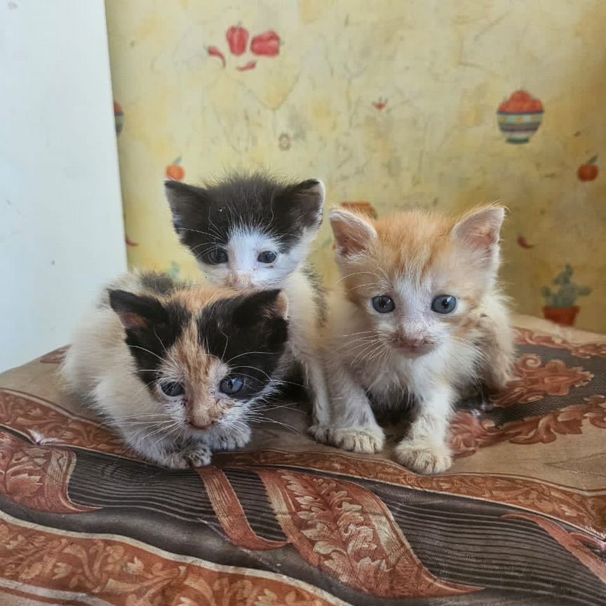 Отдам котят только в добрые руки