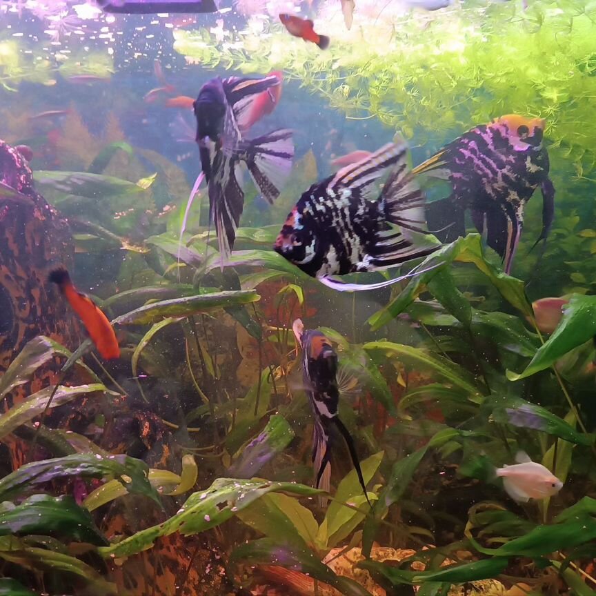 Аквариумные рыбки