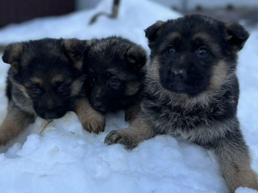 Немецкая овчарка