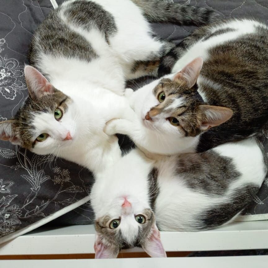 Котята подростки