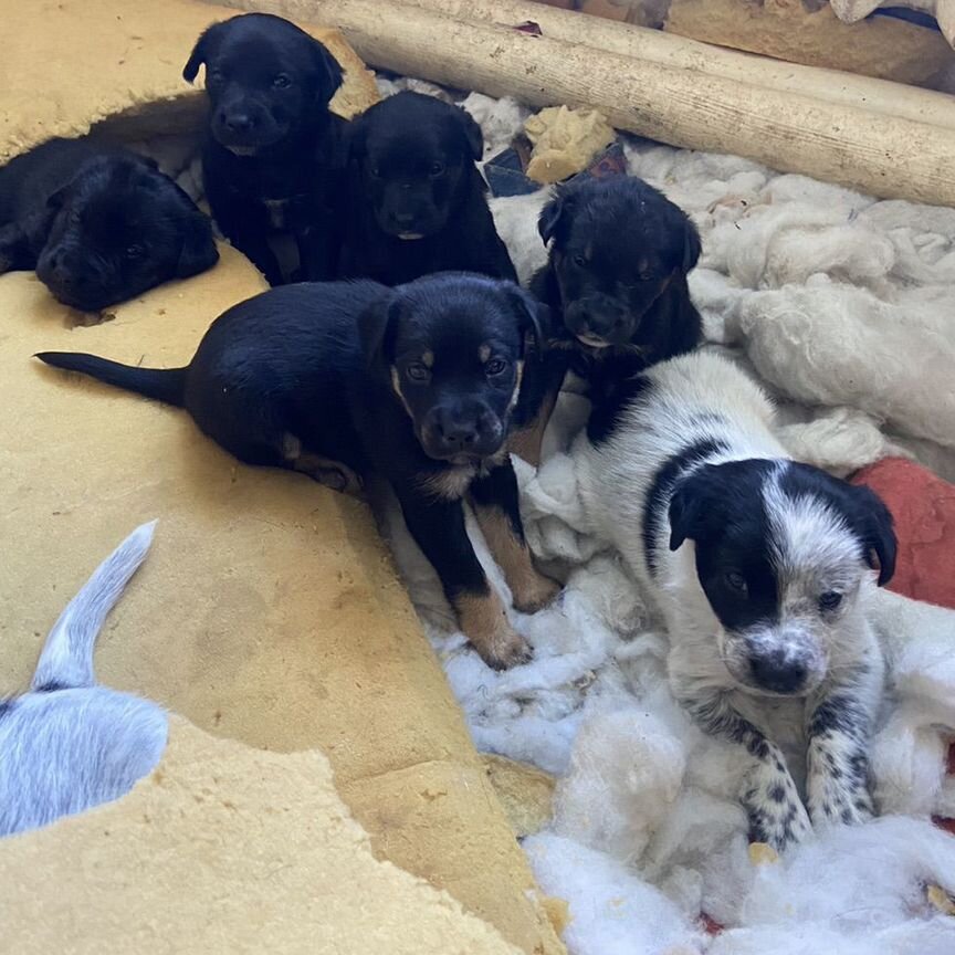 Щенок в добрые руки