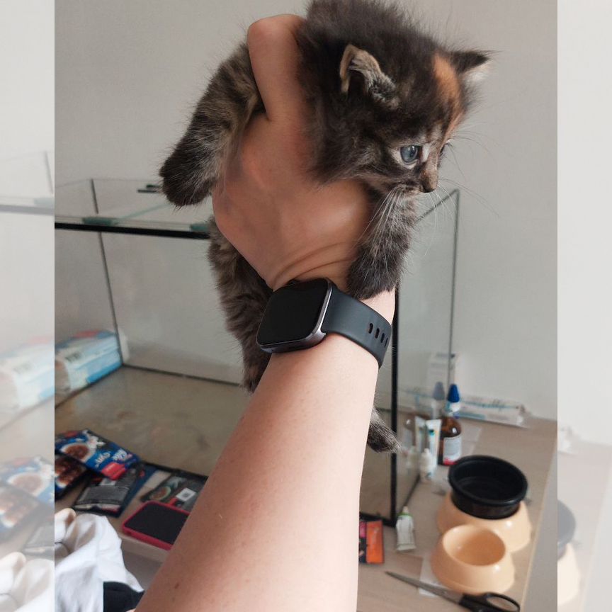 Котёнку 1 месяц в добрые ручки