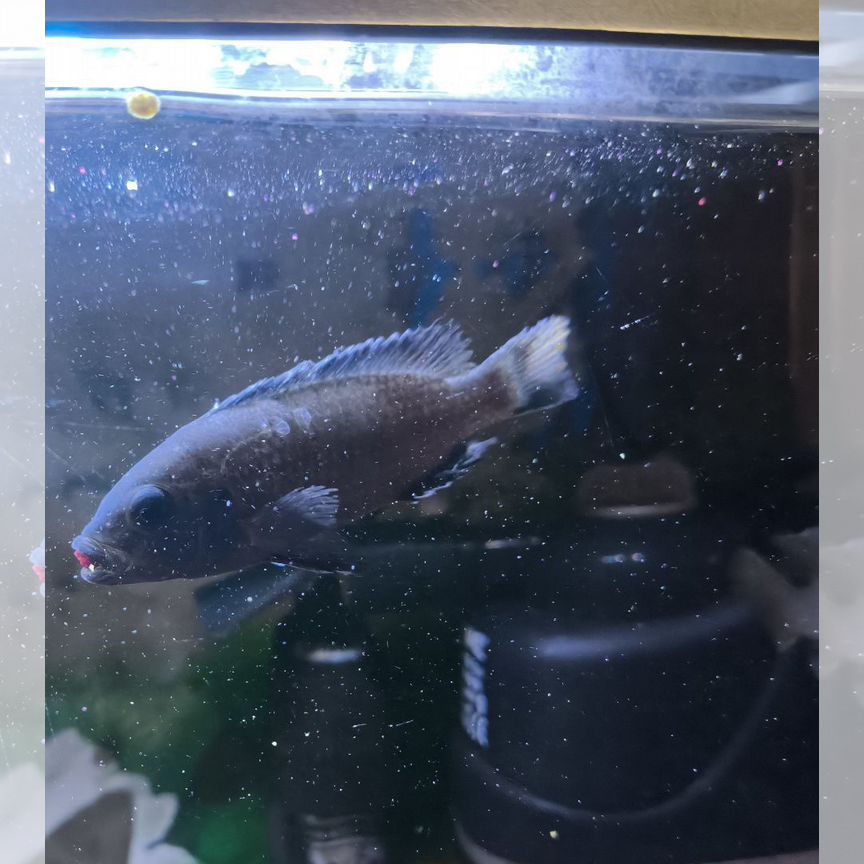 Рыба цихлиды