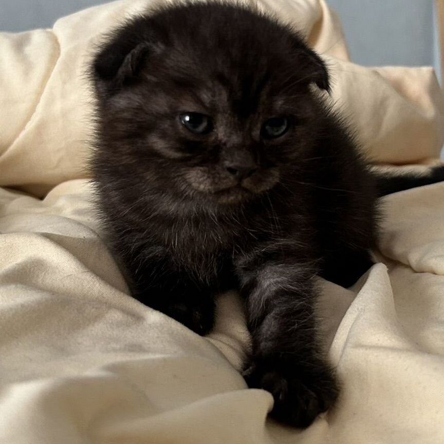 Шотландский вислоухий короткошёрстный котёнок