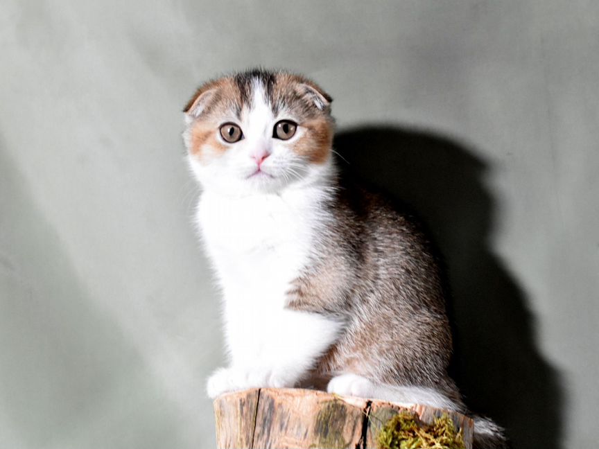 Вислоухая шотландская кошечка