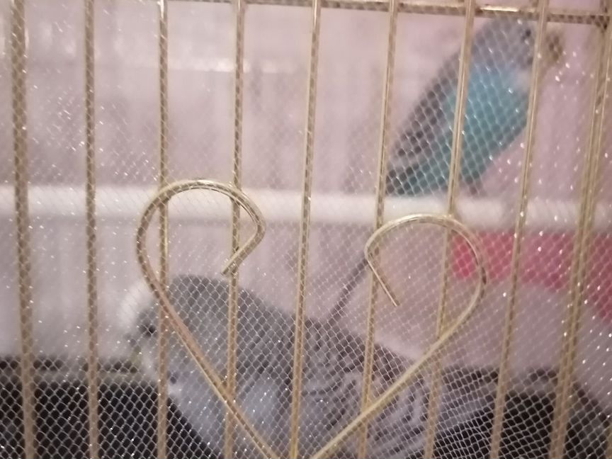 Попугай с клеткой