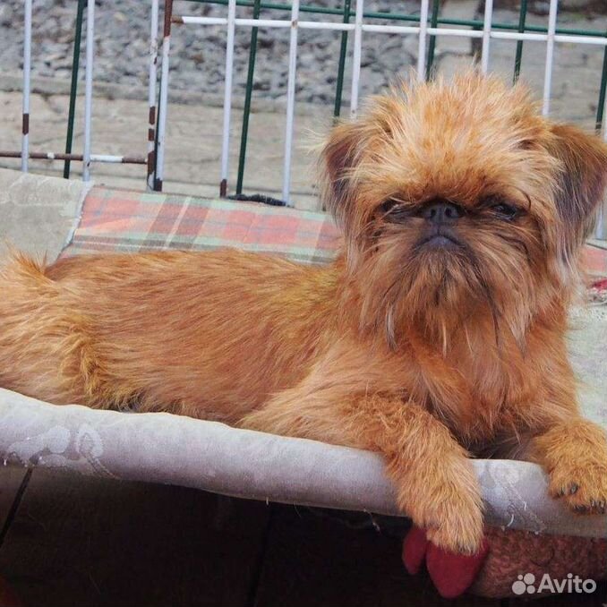 Мандаринка - девочка-гриффошка, 6 мес