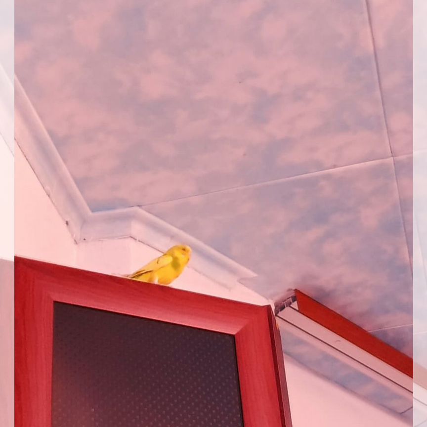 Волнистый попугай девочка