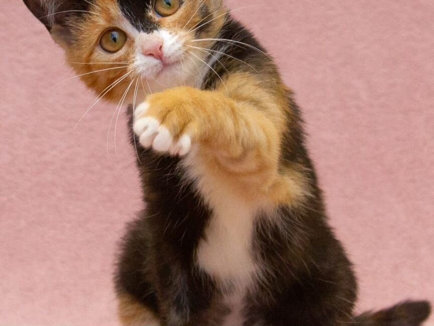 Кошка