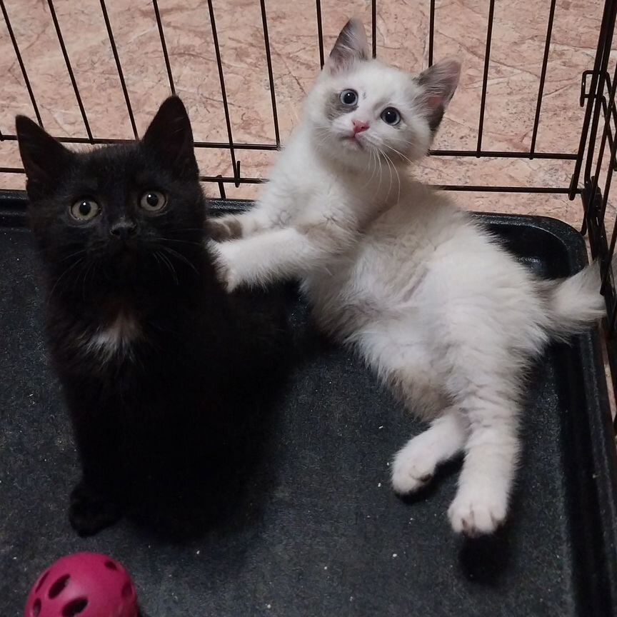 Котята (возраст - 2 месяца)