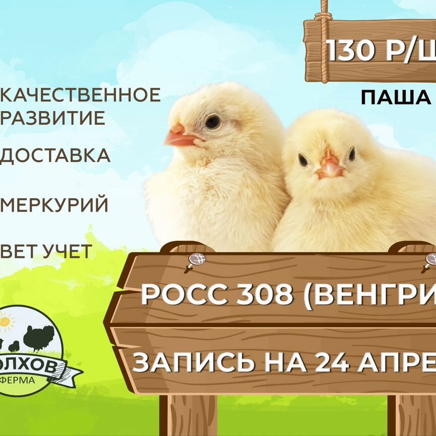 Бройлеры суточные цыплята доставка паша