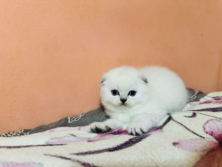 Шотландские котята