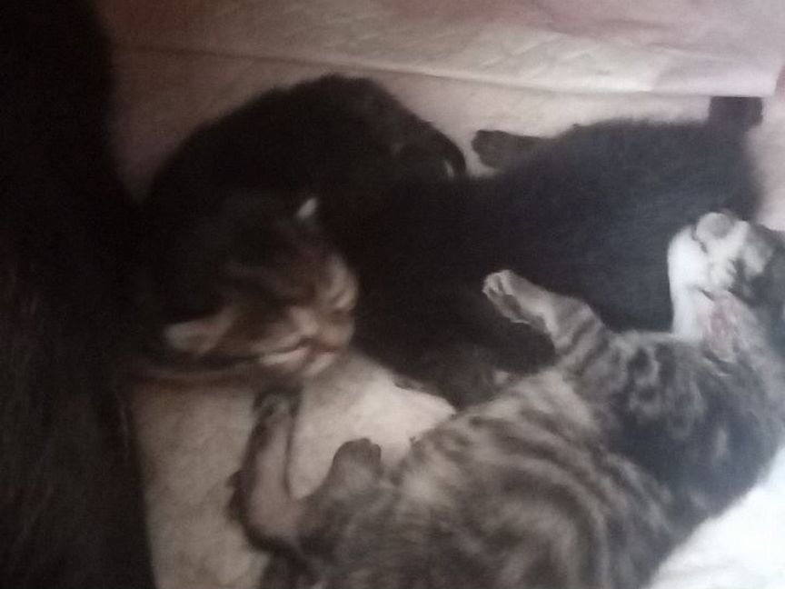 Котята в добрые руки трое